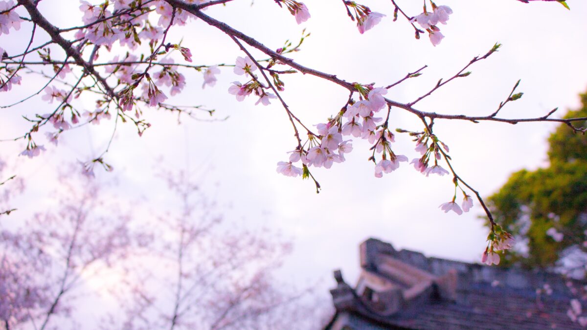 Ganbatte Meaning: Unpacking the Heart of Perseverance - Living Ganbatte